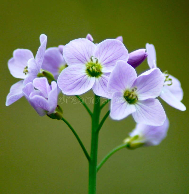 Cuckoo Flower stock image. Image of petals, cardamine - 14788117