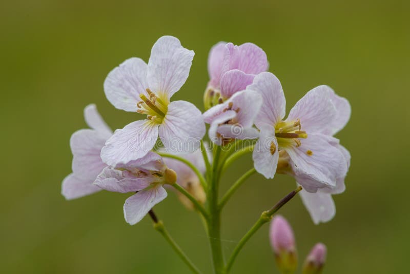 Cuckoo Flower Cardamine Pratensis Stock Image - Image of macro, field ...