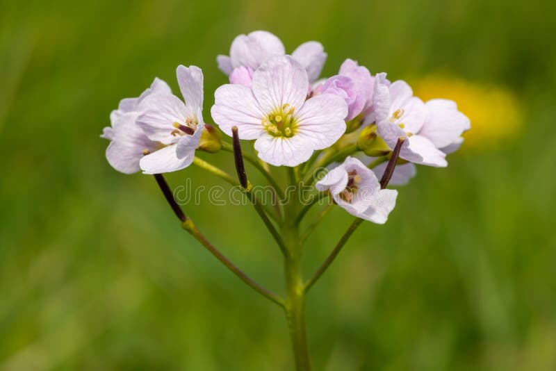 Cuckoo Flower Cardamine Pratensis Stock Image - Image of cardamine ...