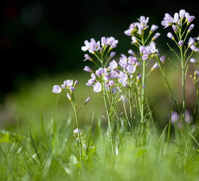 Cuckoo flower Garden stock image. Image of macro, blossom - 45344421