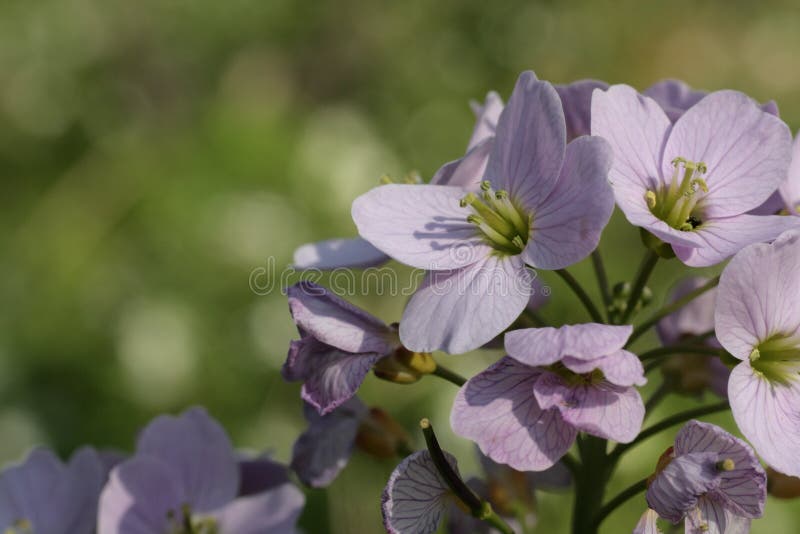 Cuckoo Flower or Lady S Smock Stock Image - Image of cuckoo, wild: 14603745