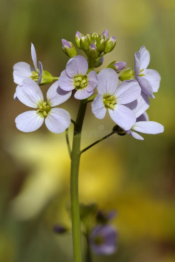 Cuckoo Flower or Lady S Smock Stock Photo - Image of damp, grass: 18290930