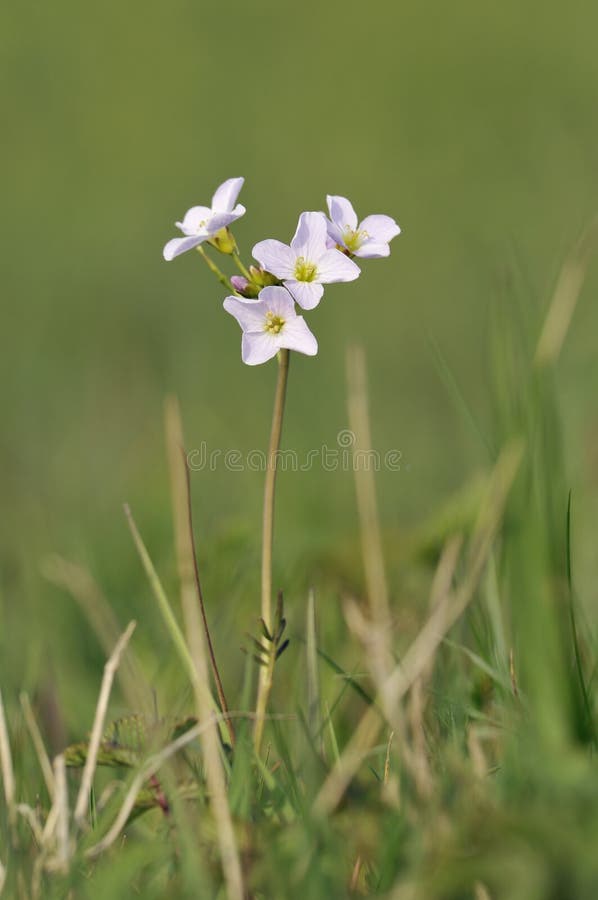 Cuckoo Flower stock photo. Image of cruciferae, wildlife - 186489446