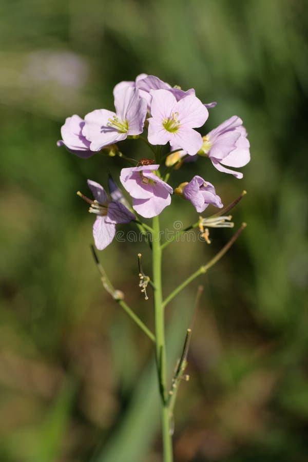 Cuckoo Flower or Lady`s Smock Stock Photo - Image of summer, flowering ...