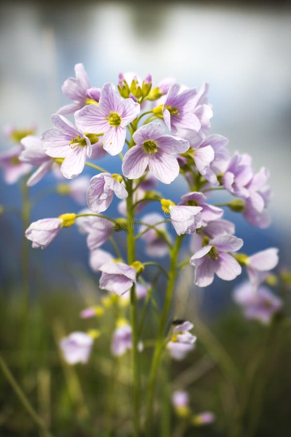 Cuckoo Flower by River MCU stock photo. Image of beauty - 54797148