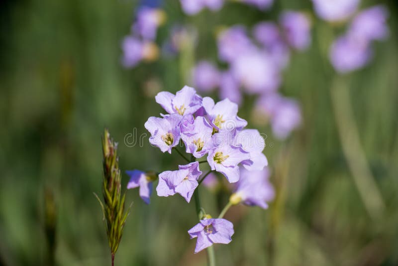 Cuckoo Flower on Summer Fielde Cardamine Pratensis Stock Image - Image ...