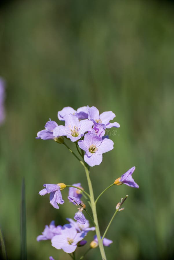 Cuckoo Flower on Summer Fielde Cardamine Pratensis Stock Photo - Image ...