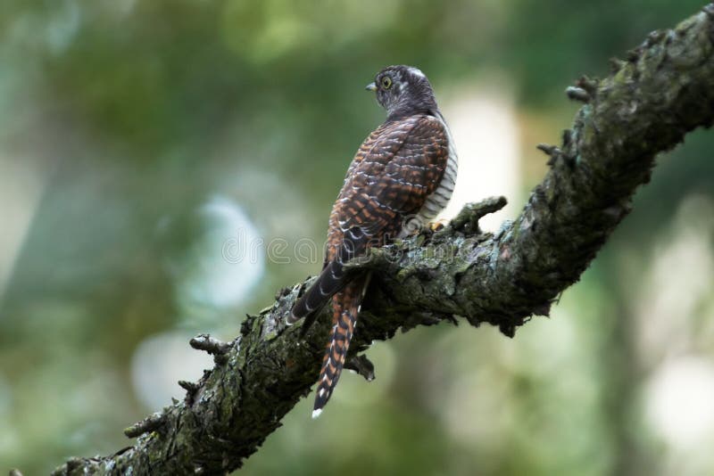 Cuckoo in forest stock photo. Image of bird, branch, copy - 20007638