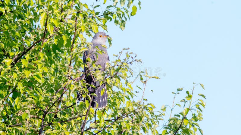 Cuckoo Hiding in the Leaves of a Tree in Spring Stock Photo - Image of ...
