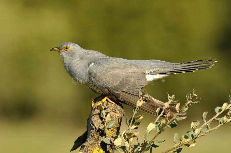 Cuckoo Perches on the Branch of an Oak Tree in Spring Stock Image ...