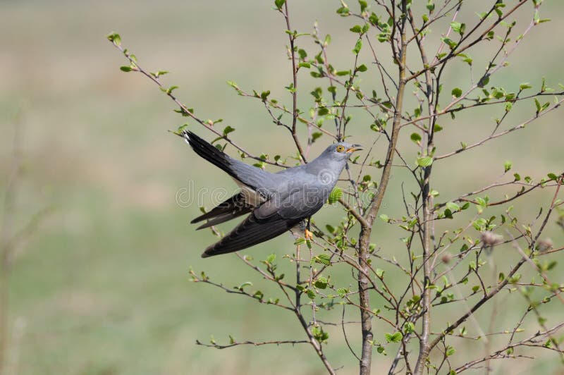 Cuckoo Perching on Fresh Birch Tree in Spring Stock Photo - Image of ...