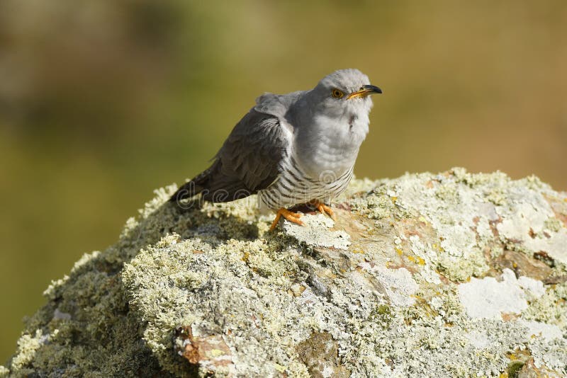 A Cuckoo Poses on Its Innkeepers in the Field Stock Photo - Image of ...