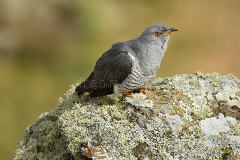 Cuckoo stock photo. Image of starling, rockies, field - 142691856