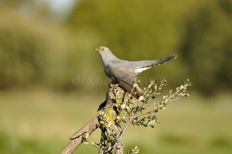 Cuckoo Poses on Its Innkeepers in the Field in Spring Stock Photo ...