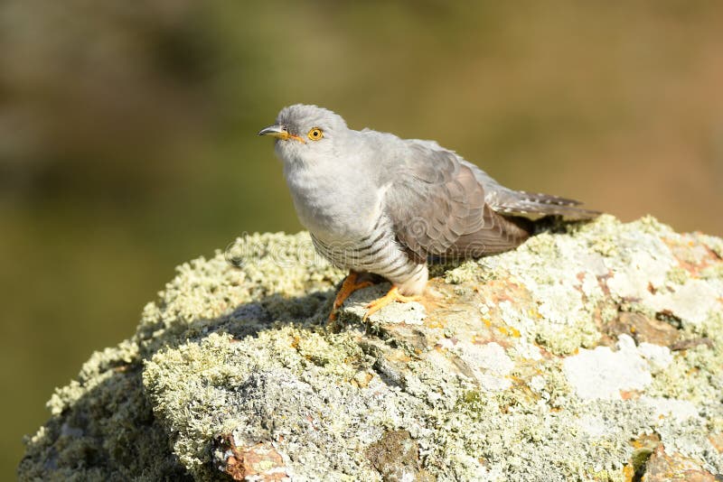 Cuckoo Poses on the Stone in Spring Stock Photo - Image of golden, duck ...