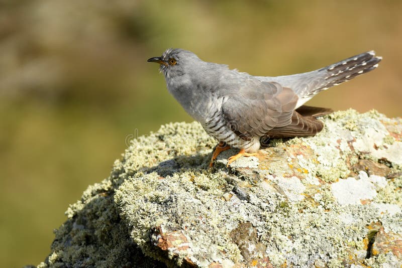 Cuckoo Poses on the Stone in Spring Stock Photo - Image of grouse ...