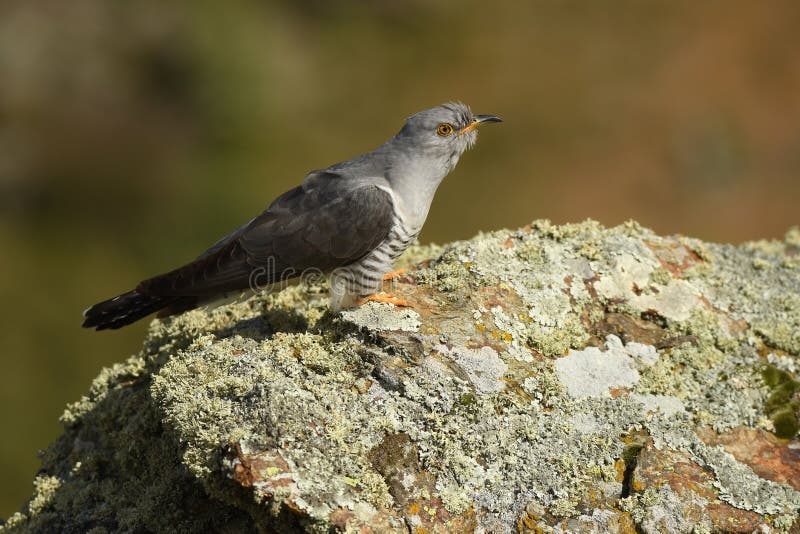 Cuckoo Poses on the Stone in Spring Stock Image - Image of duck, genet ...