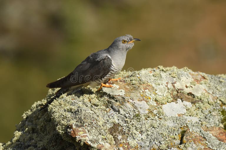 Cuckoo Poses on the Stone in Spring Stock Photo - Image of flight ...