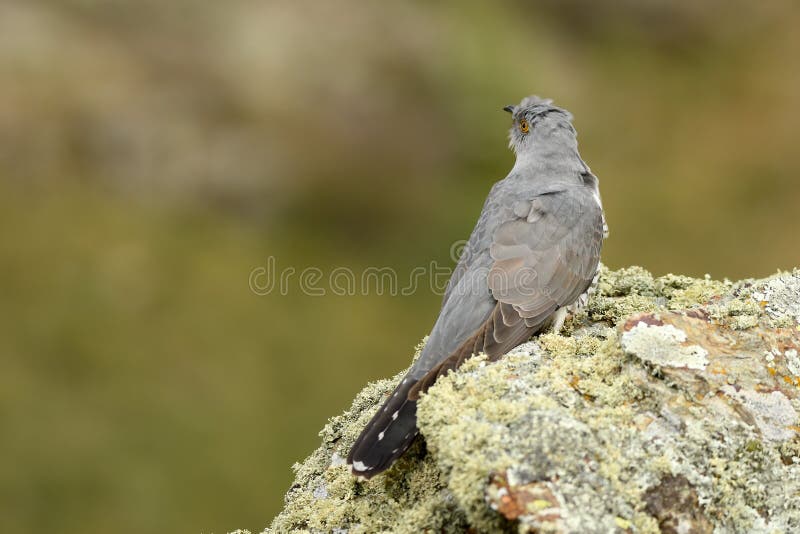 Cuckoo Poses on the Stone in Spring Stock Photo - Image of changing ...