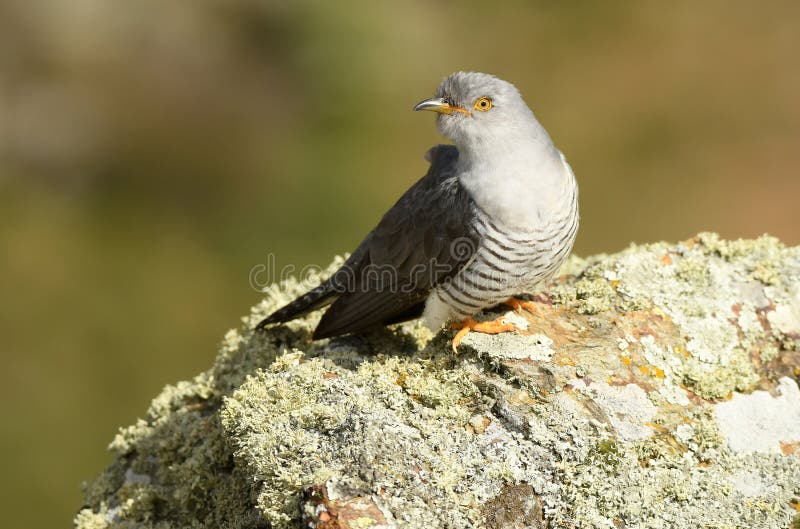 Cuckoo rests on a rock stock photo. Image of animal - 217620638