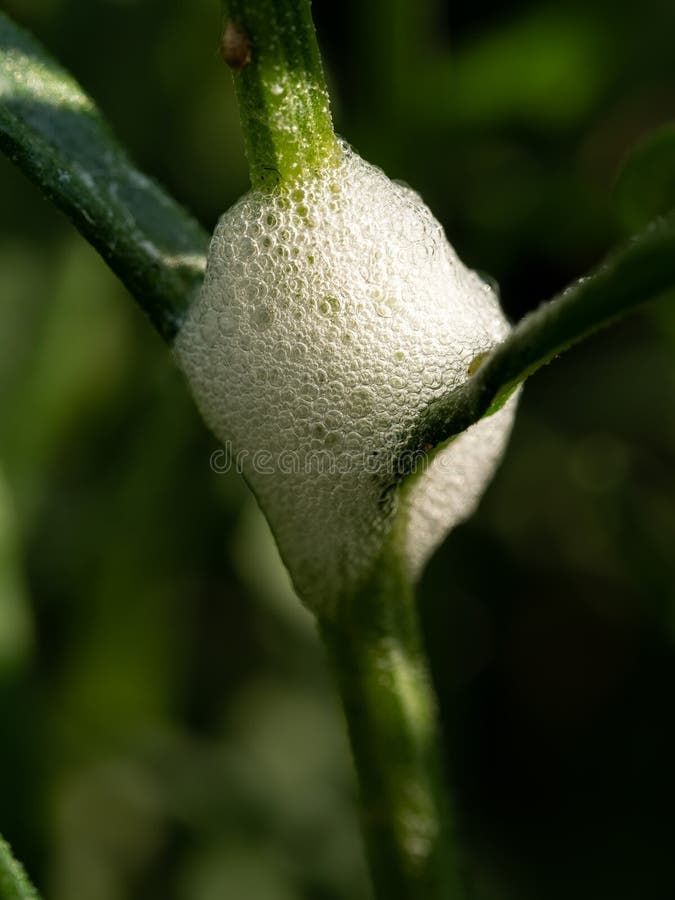 Cuckoo Spit Created by Froghopper Nymphs Stock Photo - Image of closeup ...
