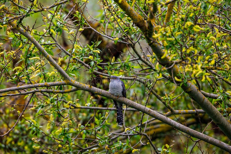 Cuckoo in a tree stock image. Image of avian, wild, birds - 218691383