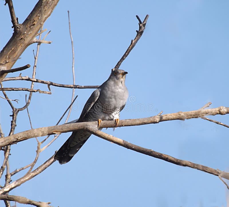 Cuckoo in the tree stock photo. Image of eurasian, cuculus - 112948042