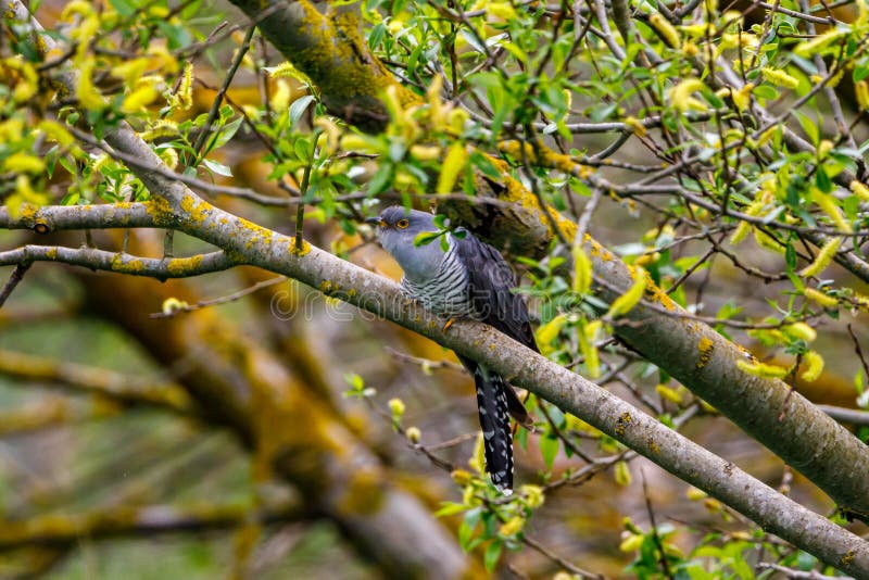 Cuckoo in a tree stock image. Image of feathers, wild - 218691297