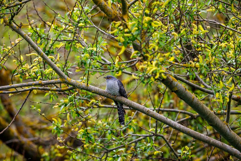 Cuckoo in a tree stock image. Image of spring, cuckoo - 218691041