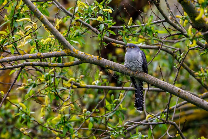 Cuckoo in a tree stock image. Image of beak, spring - 218691201