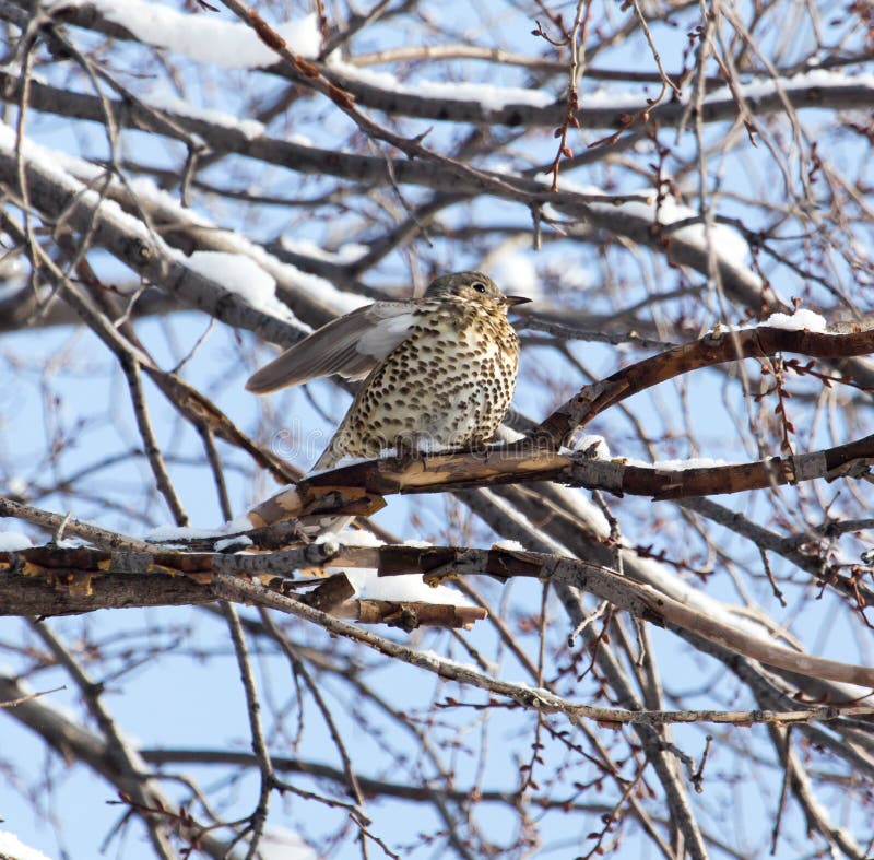 Cuckoo on the Tree in Winter Stock Image - Image of outdoors, tree ...