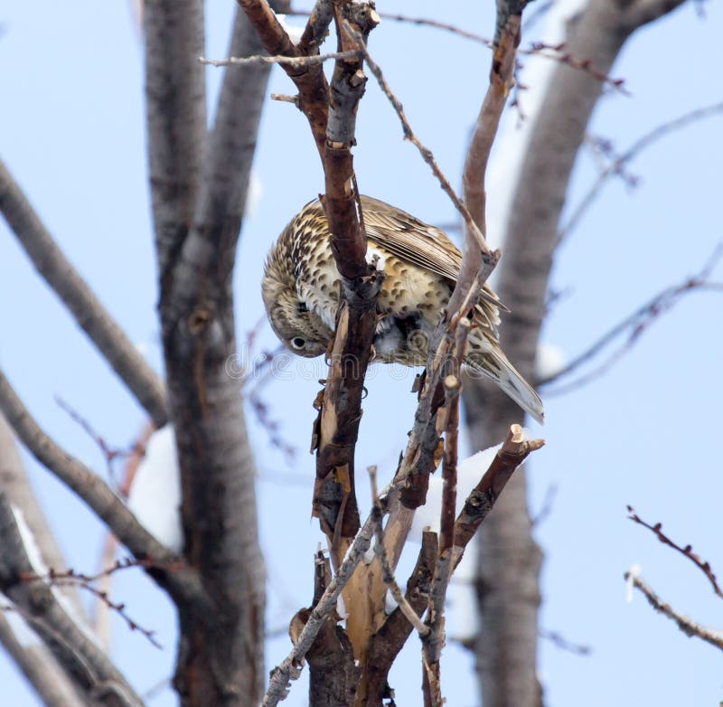 Cuckoo on the Tree in Winter Stock Image - Image of branch, wild: 105075659