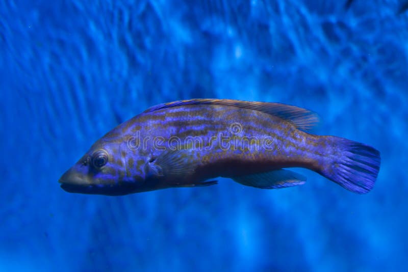 Cuckoo Wrasse Labrus Mixtus. Stock Photo - Image of azores, tropical ...