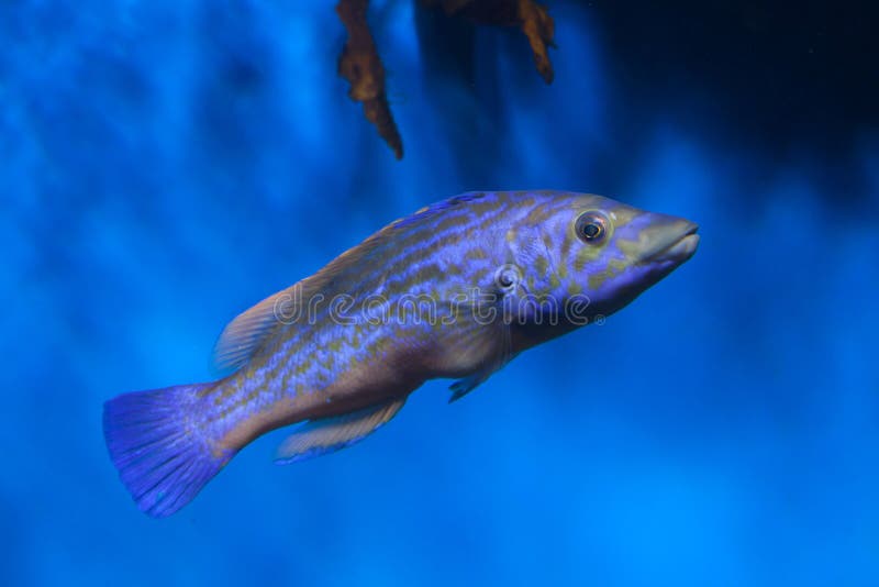 Cuckoo Wrasse Labrus Mixtus. Stock Photo - Image of mediterranean, swim ...