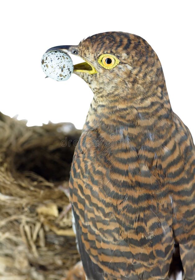 Cuco imagem de stock. Imagem de codornizes, marrom, cuco - 14934517