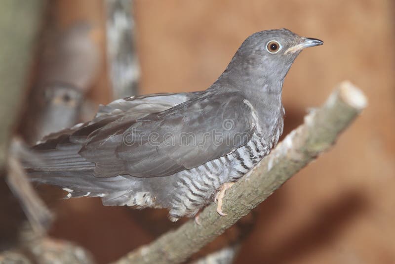Cuckoo cuculus canorus foto de stock. Imagem de wildlife - 187474486