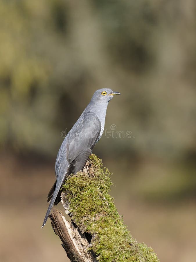 Cuco Comum, Canorus Do Cuculus Foto de Stock - Imagem de animal, cuco ...
