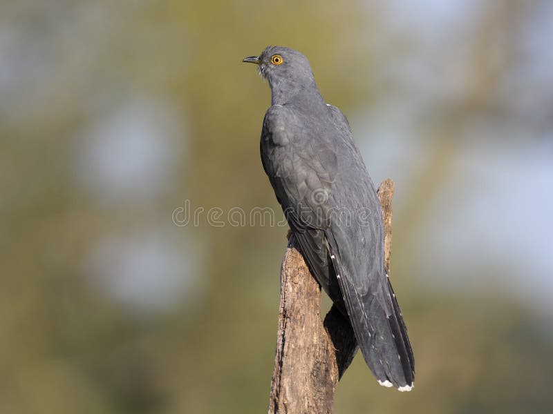 Cuco Comum, Canorus Do Cuculus Foto de Stock - Imagem de animal, cuco ...