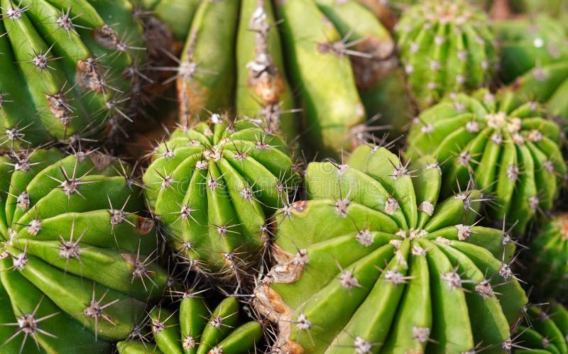 Naturedesert0031 Free Background Texture Desert Plant Desert Plant