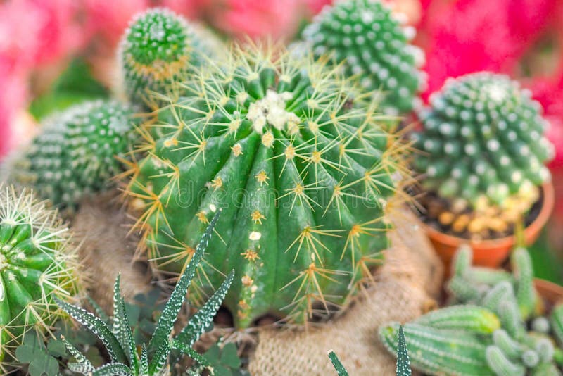 Cuctus stock image. Image of decorate, tree, green, interior - 113383501