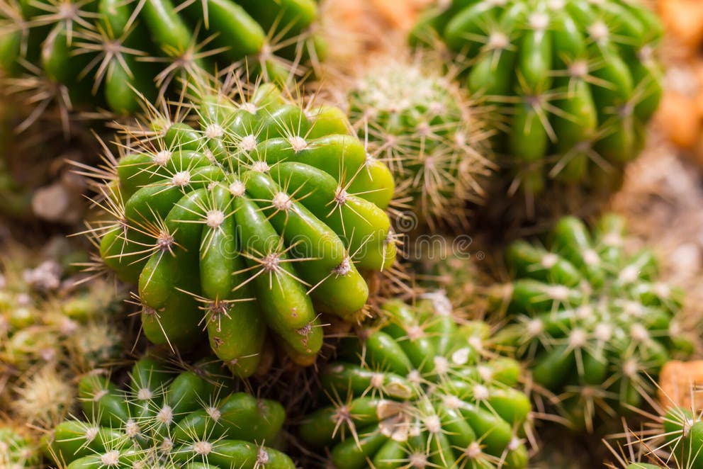 Cuctus with white spines stock photo. Image of spines - 58899438