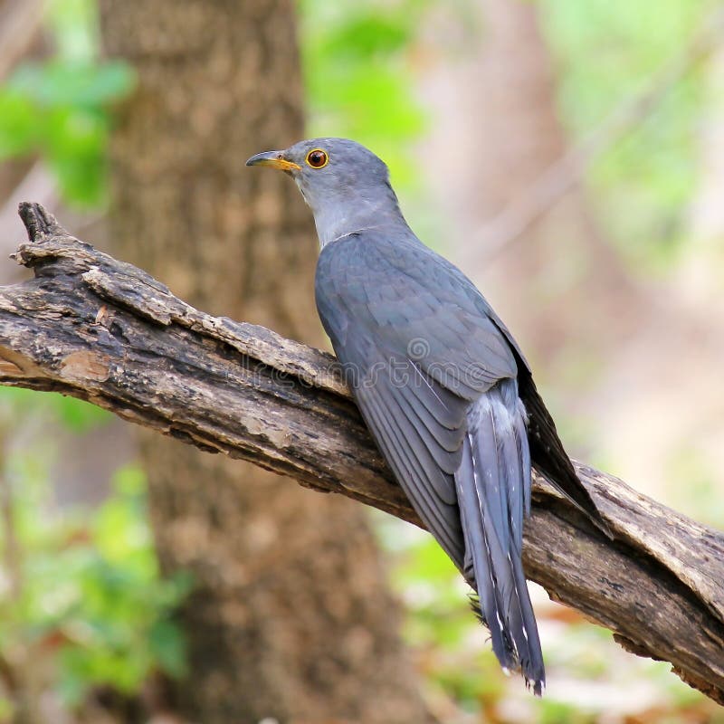 Cuculo, Canorus Del Cuculus, Singolo Uccello Immagine Stock - Immagine ...