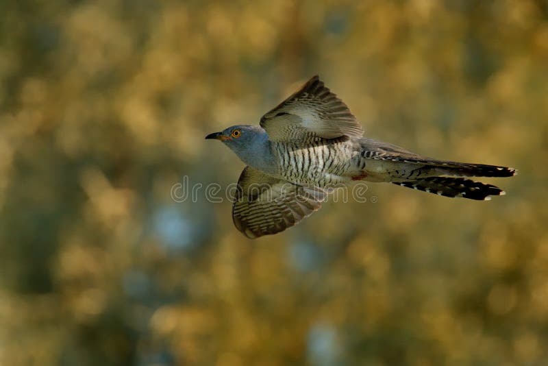 Cuculus Canorus - Common Cuckoo in the Fly, Widespread Summer Migrant ...