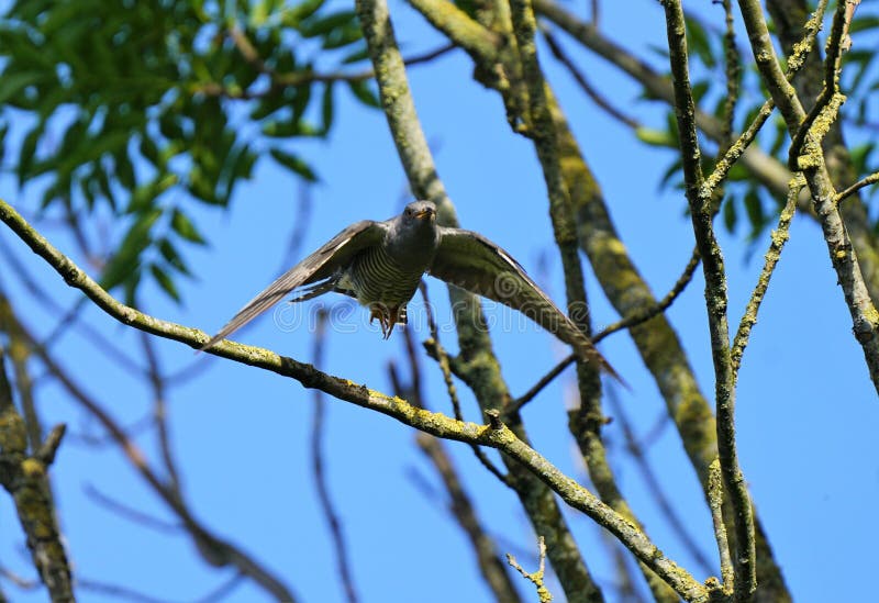 Cuculus canorus cuckoo stock photo. Image of wild, blue - 280987864