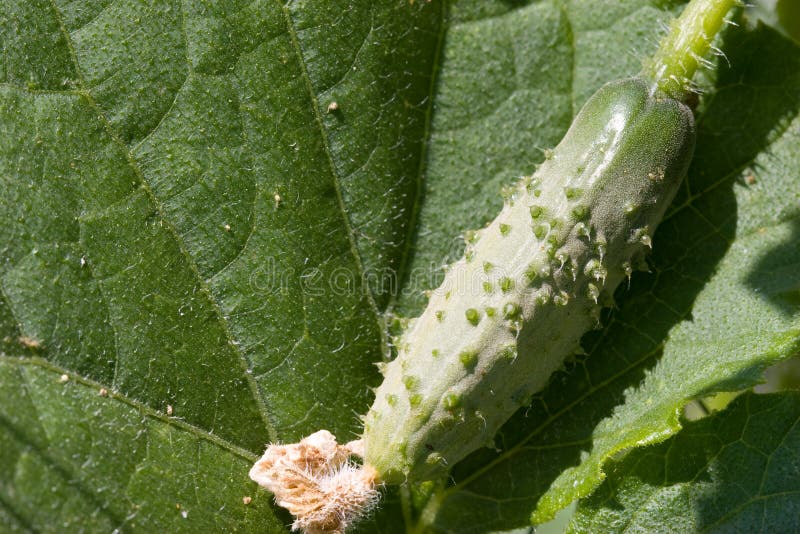 Cucumber stock image. Image of macro, greens, vegetable - 11788841