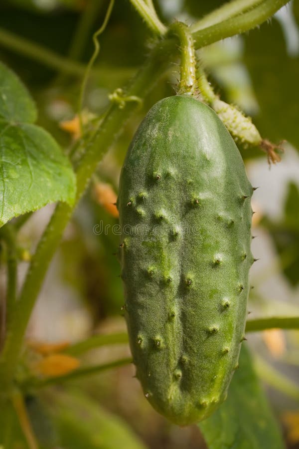 Cucumber stock image. Image of blooming, agriculture - 20670379