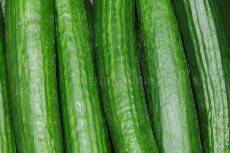 Cucumber stock image. Image of nature, agriculture, group - 28280419
