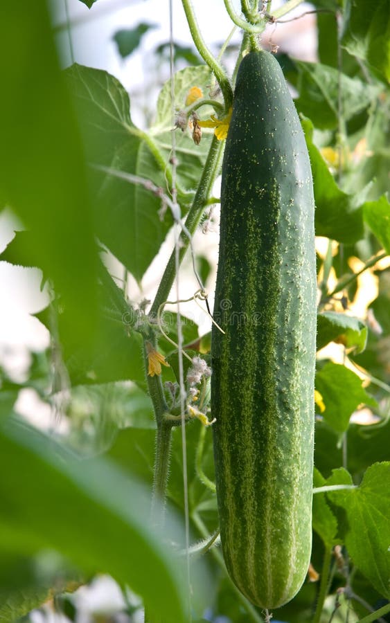 Cucumber stock image. Image of blooming, agriculture - 20670379