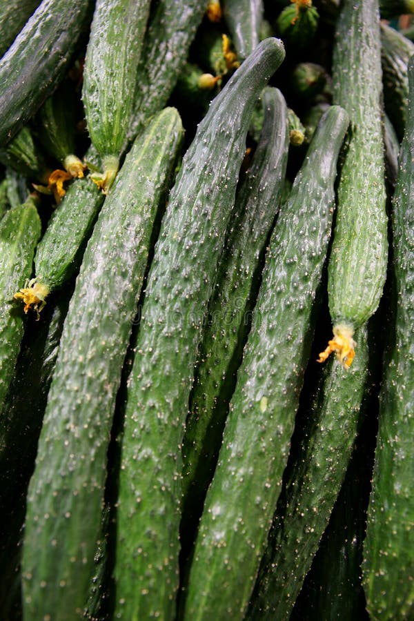 Cucumber stock image. Image of vitamin, healthy, fruit - 21786195