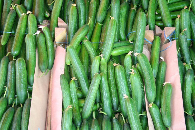 Cucumber stock image. Image of sale, bazaar, cucumbar - 22043283